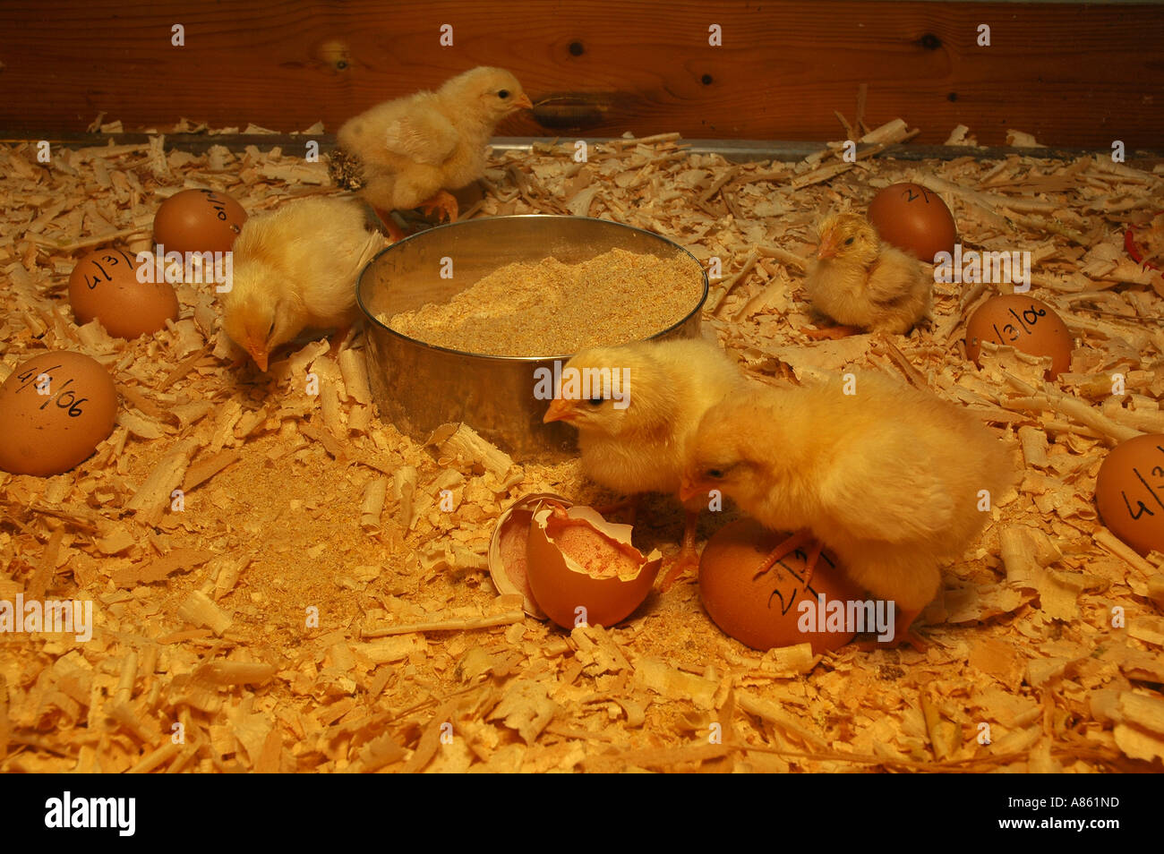 Chicken incubation hi-res stock photography and images - Alamy