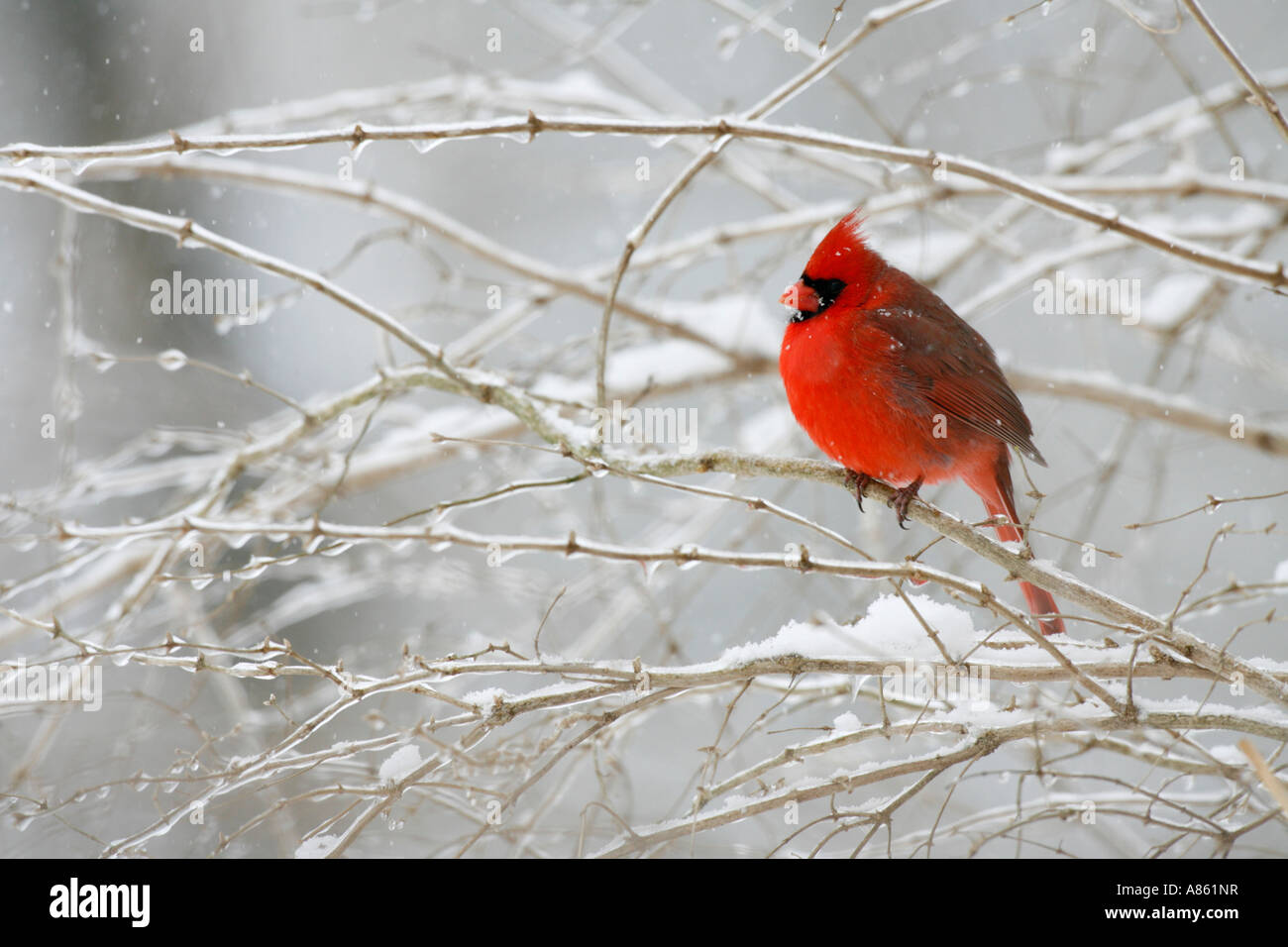 Male Northern Cardinal in Ice and Snow Stock Photo - Alamy