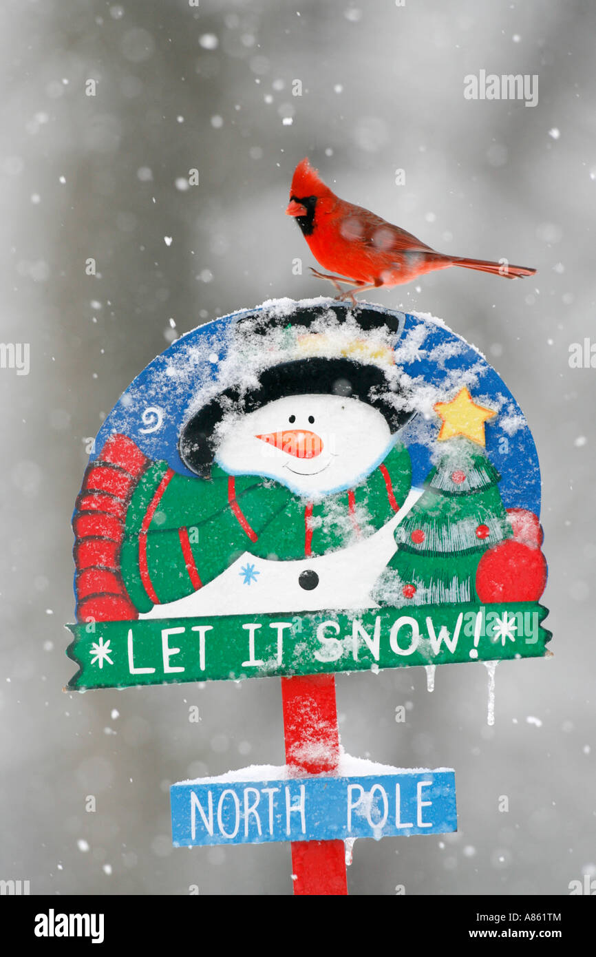 Male Northern Cardinal on Christmas Sign while Snowing Vertical Stock ...