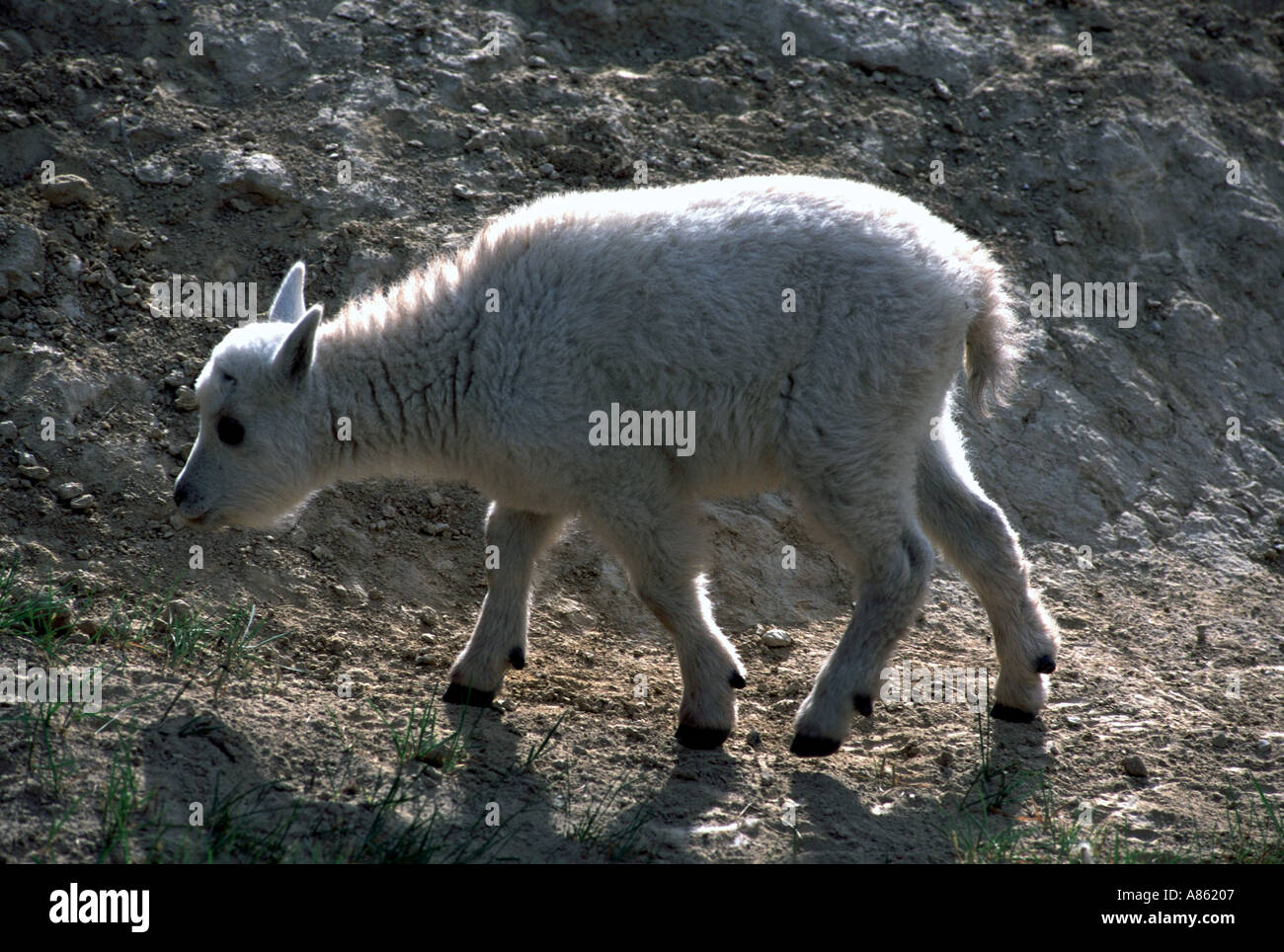 Oreamnos americanus play hi-res stock photography and images - Alamy