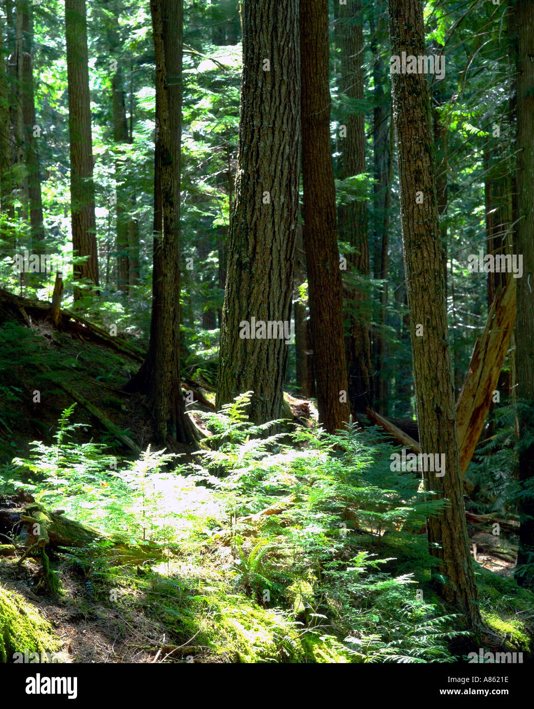 Insects flying in Temperate Old Growth rainforest Strathcona Provincial ...