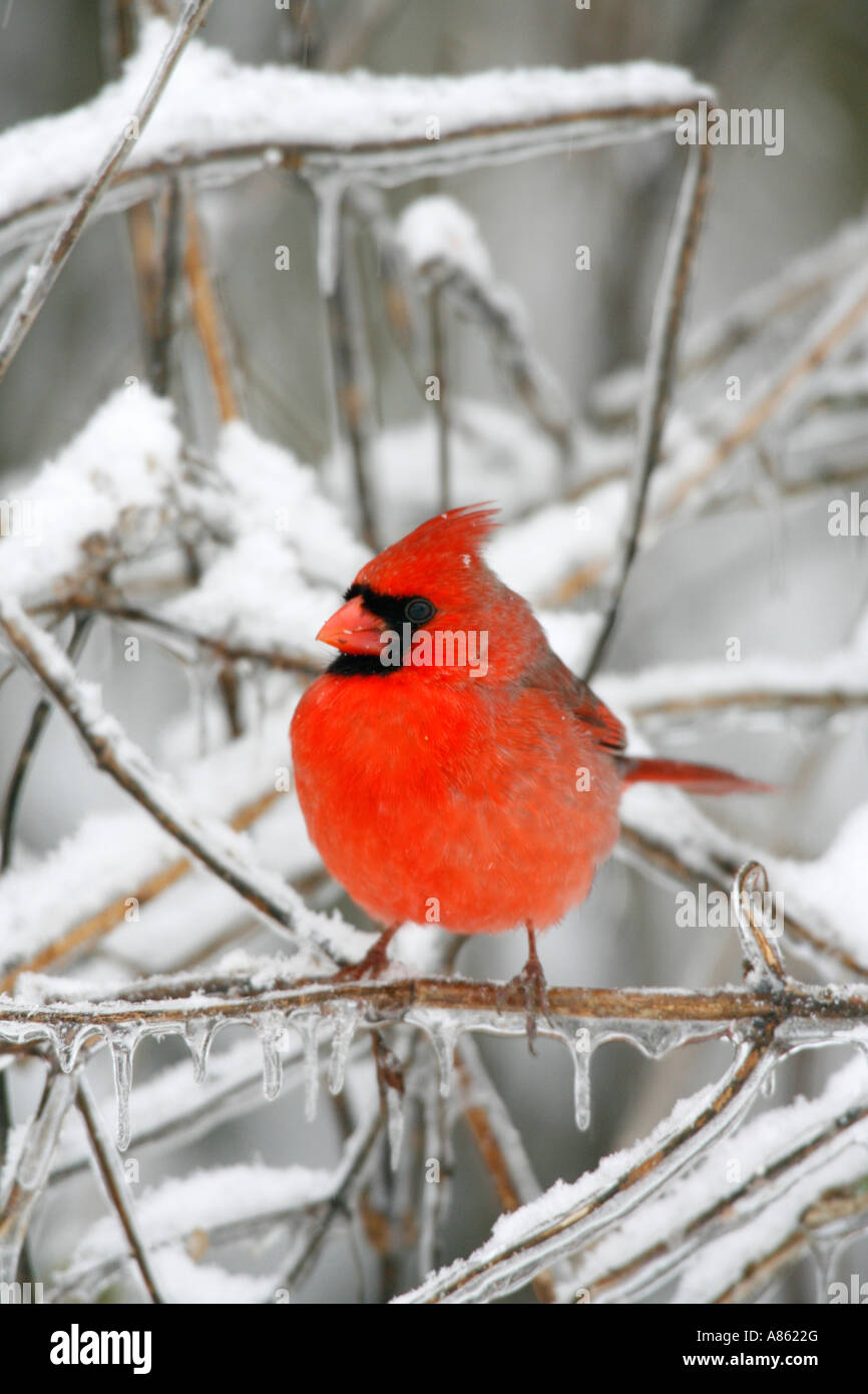 Male Northern Cardinal in Snow and Ice Vertical Stock Photo - Alamy