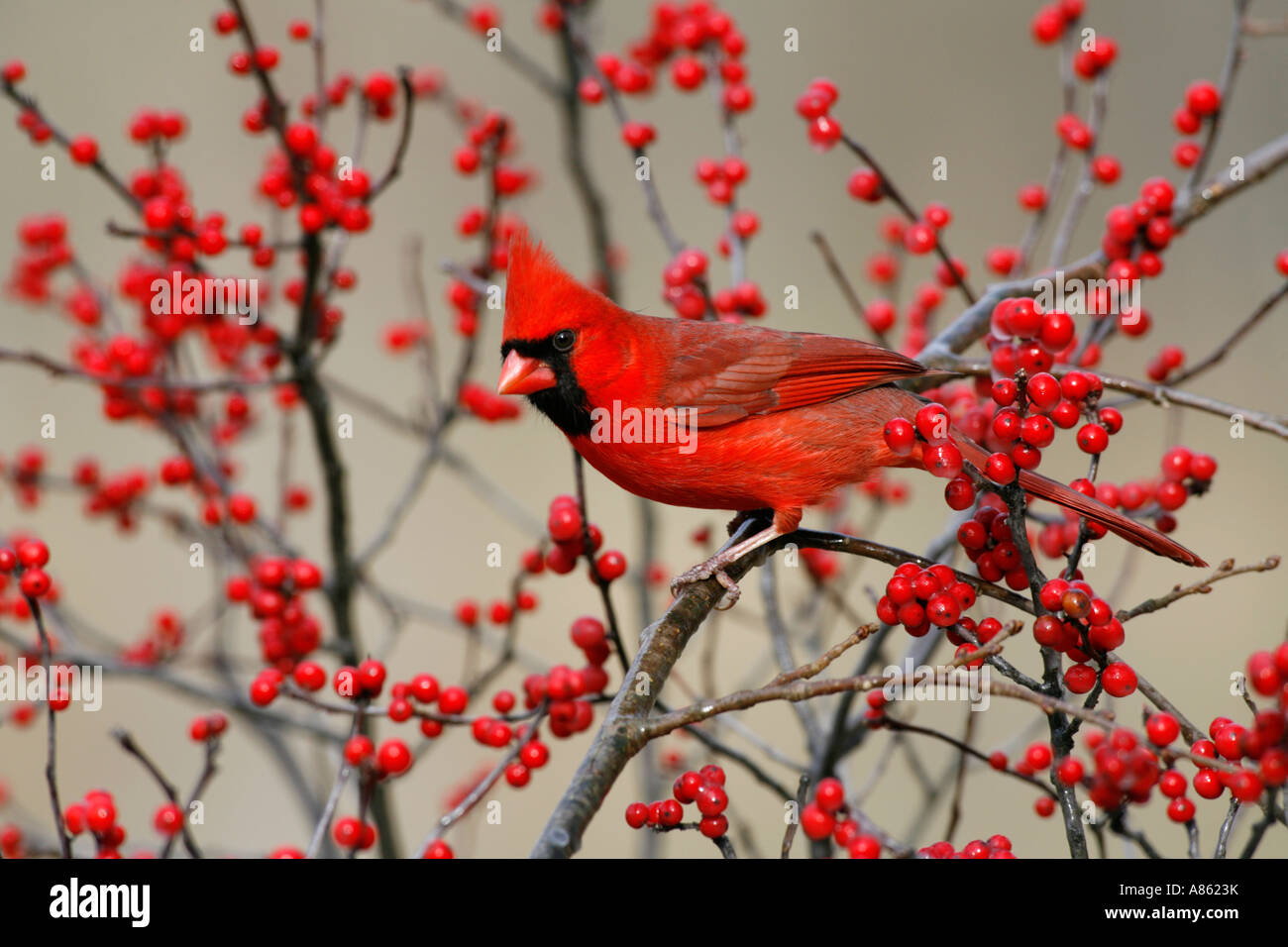 Male Northern Cardinal in Winterberry Stock Photo - Alamy
