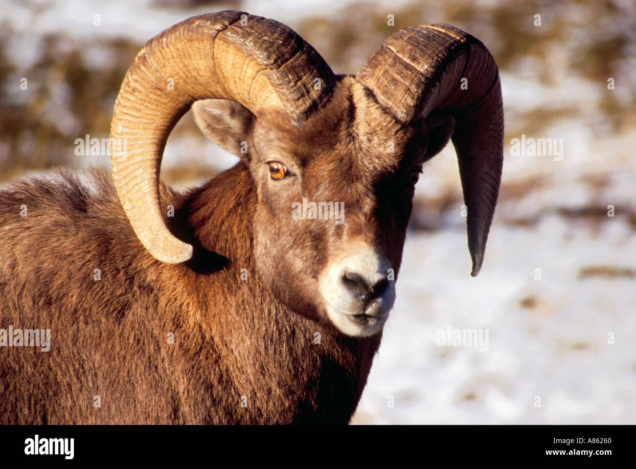 Bighorn Sheep Ovis canadensis Jasper National Park Alberta Canada Stock ...