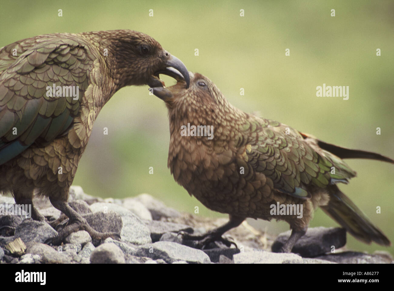 Nz alpine parrot hi-res stock photography and images - Alamy