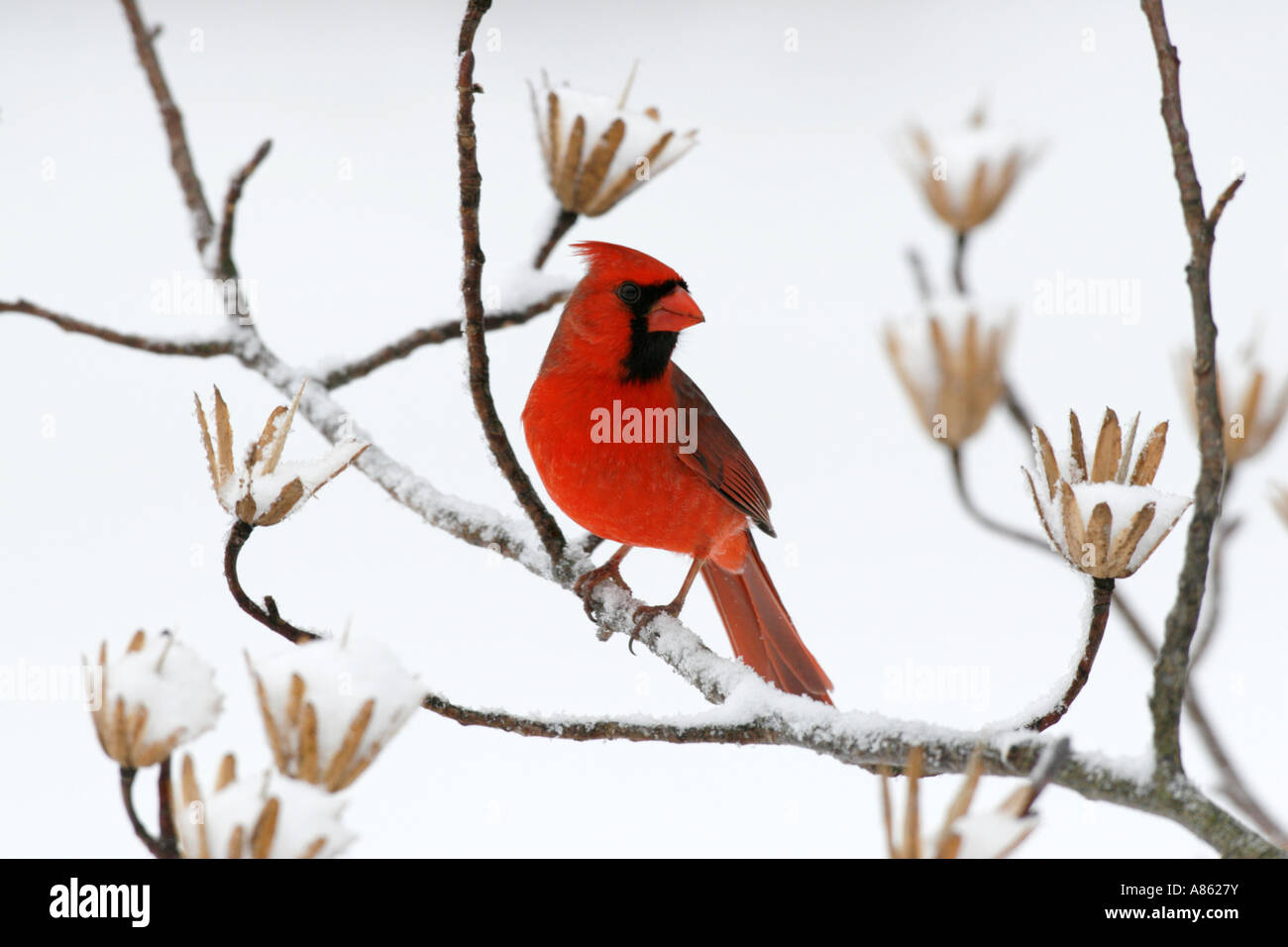 Male Northern Cardinal in Snowy Tulip Tree Stock Photo - Alamy