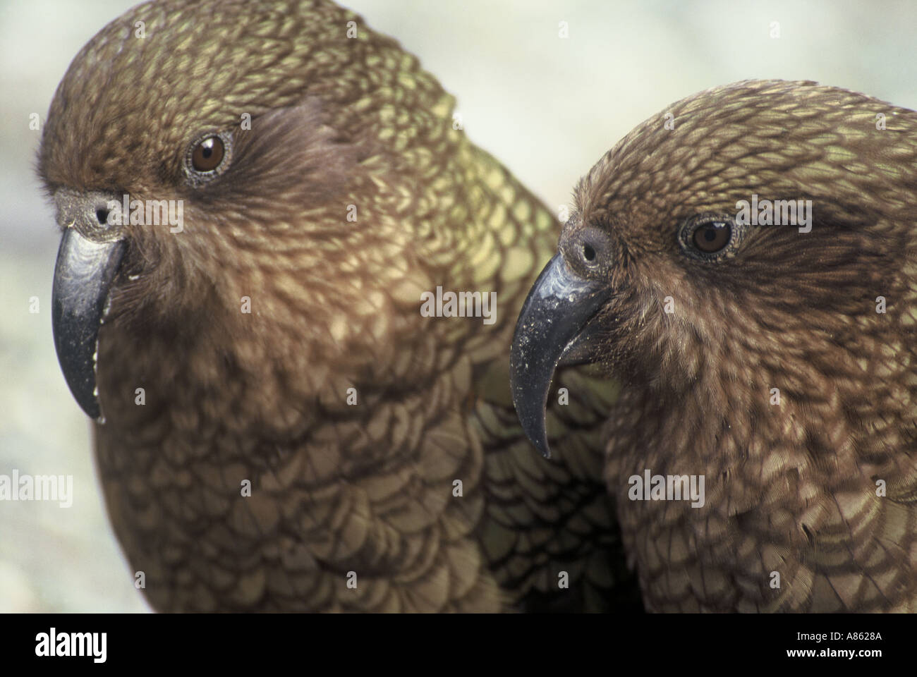 Parrots of new zealand hi-res stock photography and images - Alamy