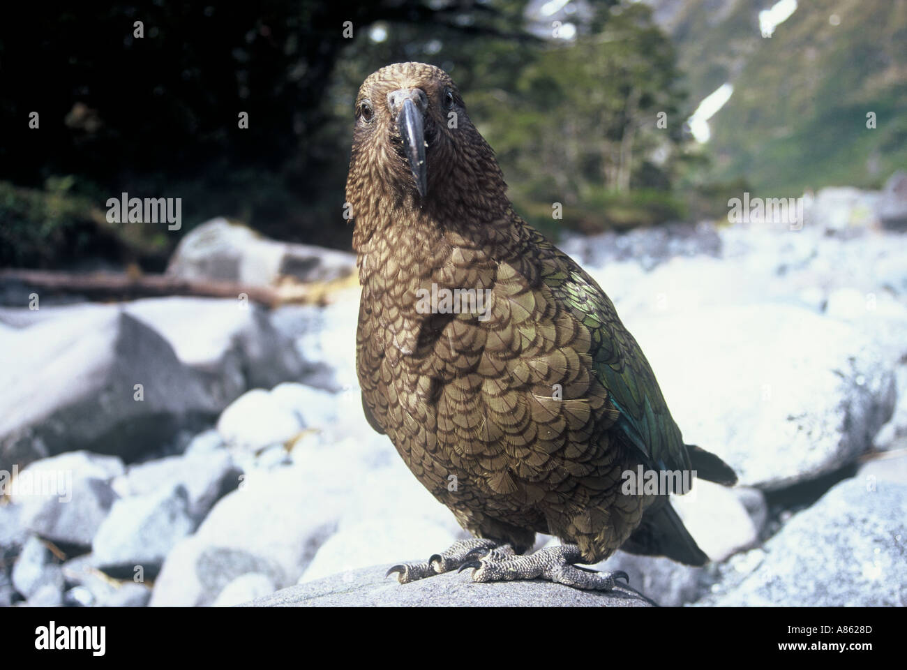 Parrots of new zealand hi-res stock photography and images - Alamy