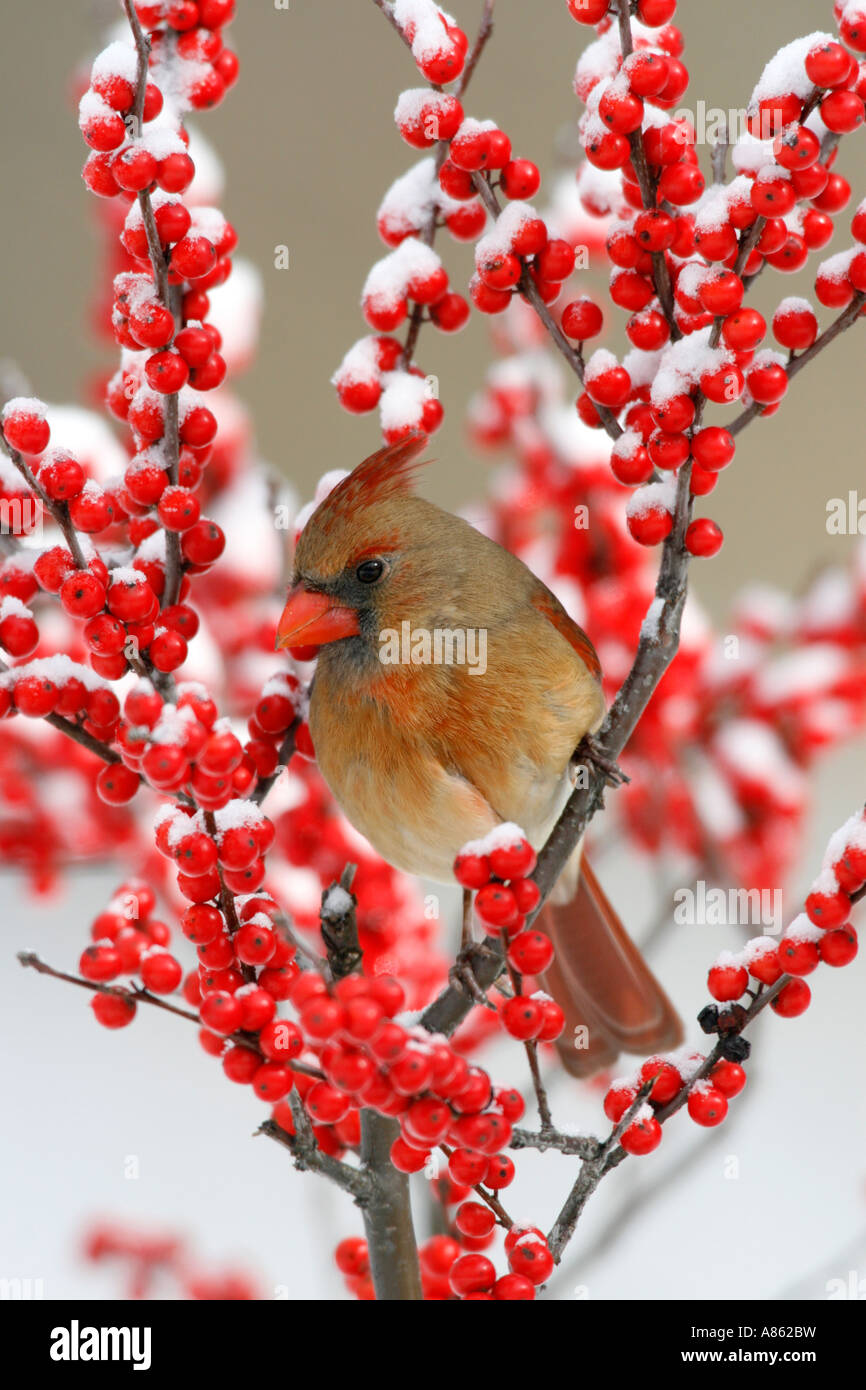 Female Northern Cardinal in Winterberry Vertical Stock Photo - Alamy