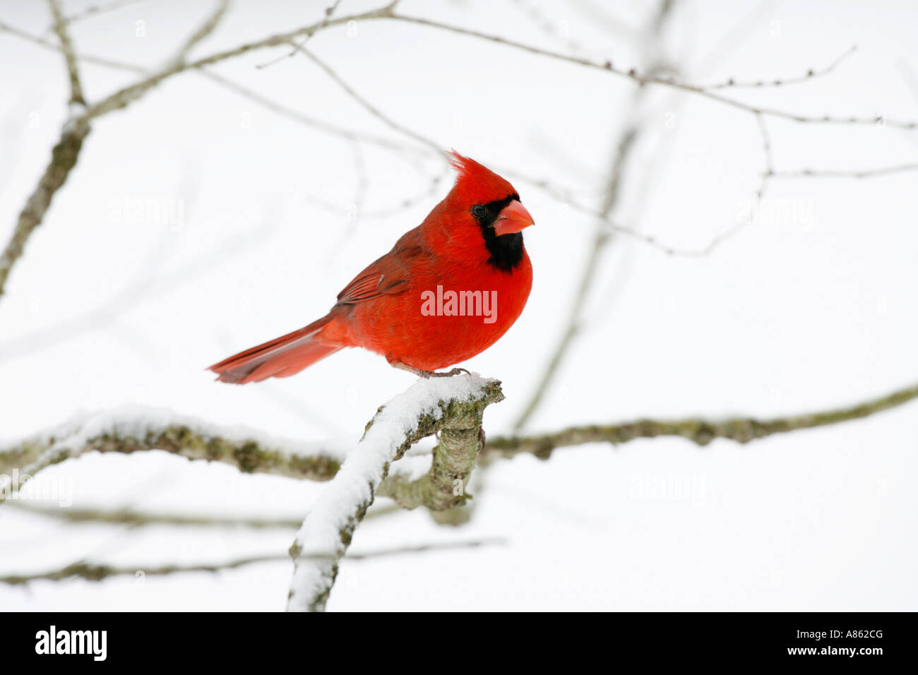 Cardinalidae passerine birding hi-res stock photography and images - Alamy
