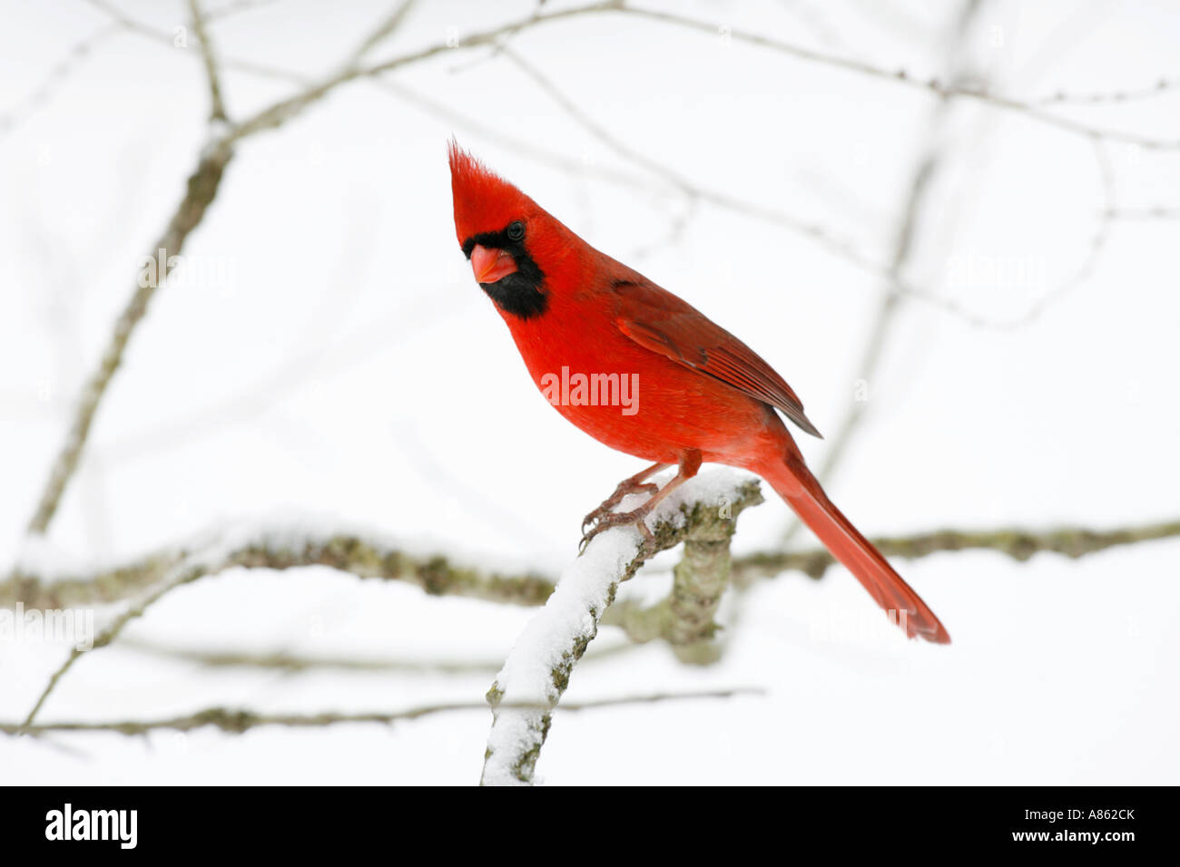 Male Northern Cardinal in Snow Stock Photo - Alamy