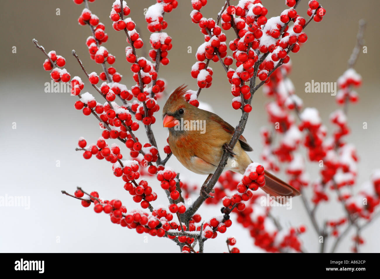 Cardinal in winterberry hi-res stock photography and images - Alamy