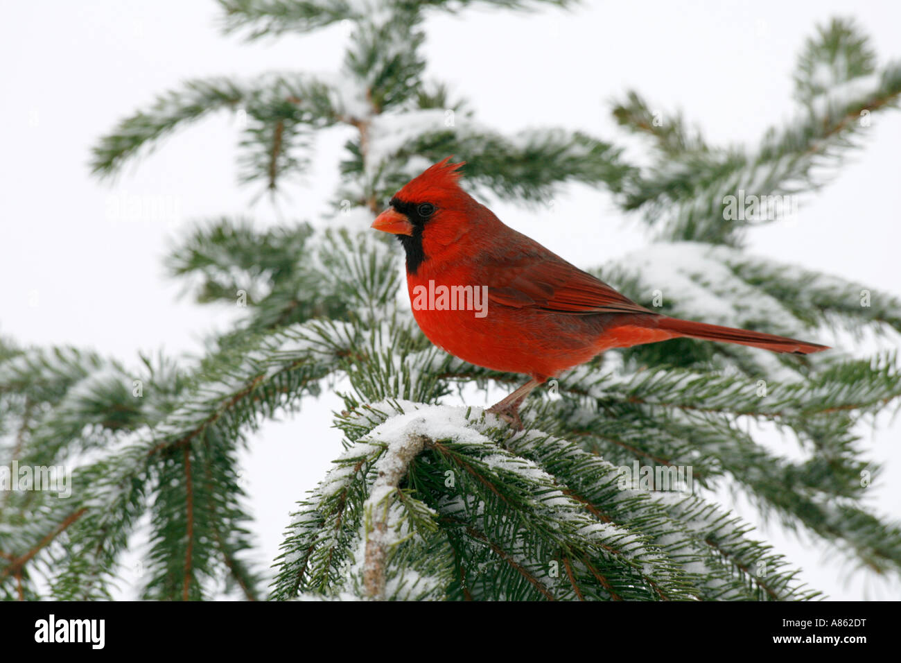 Male Northern Cardinal on Snowy Spruce Tree Stock Photo - Alamy
