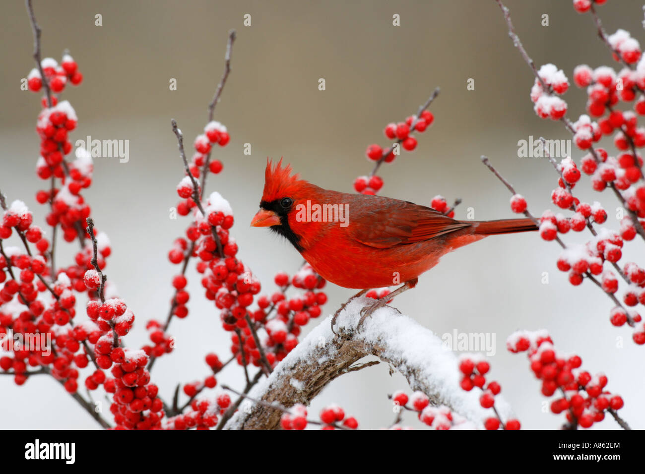 Cardinal in winterberry hi-res stock photography and images - Alamy