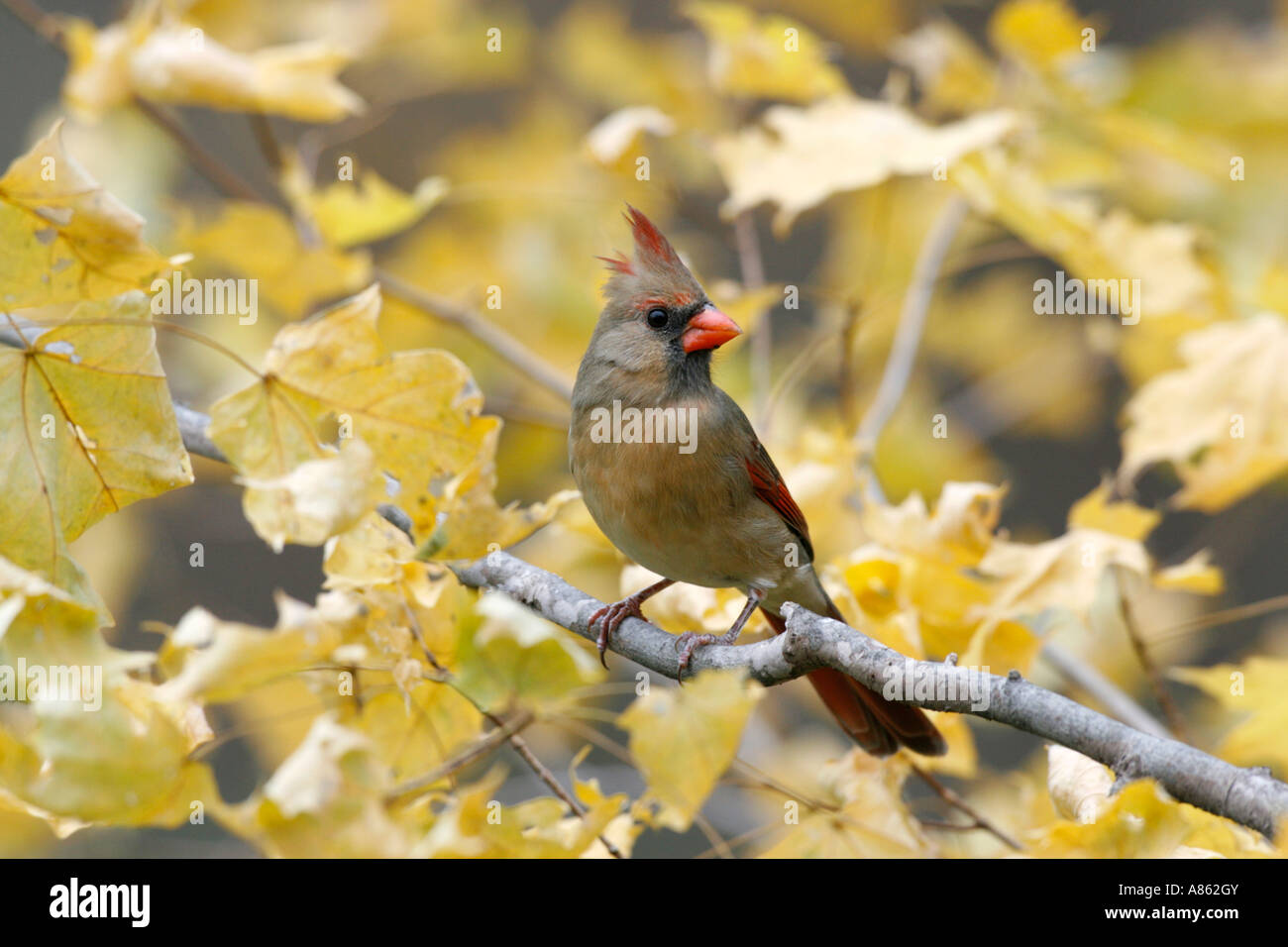 Female Northern Cardinal in Fall Maple Stock Photo - Alamy