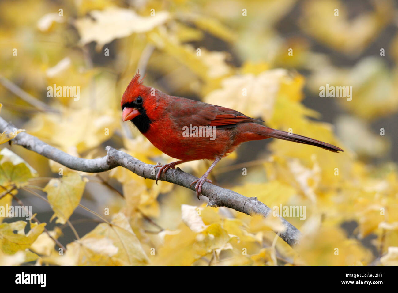 Male Northern Cardinal in Fall Maple Leaves Stock Photo - Alamy