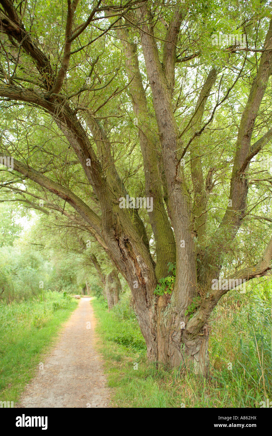 forest path underneath big old trees Stock Photo - Alamy