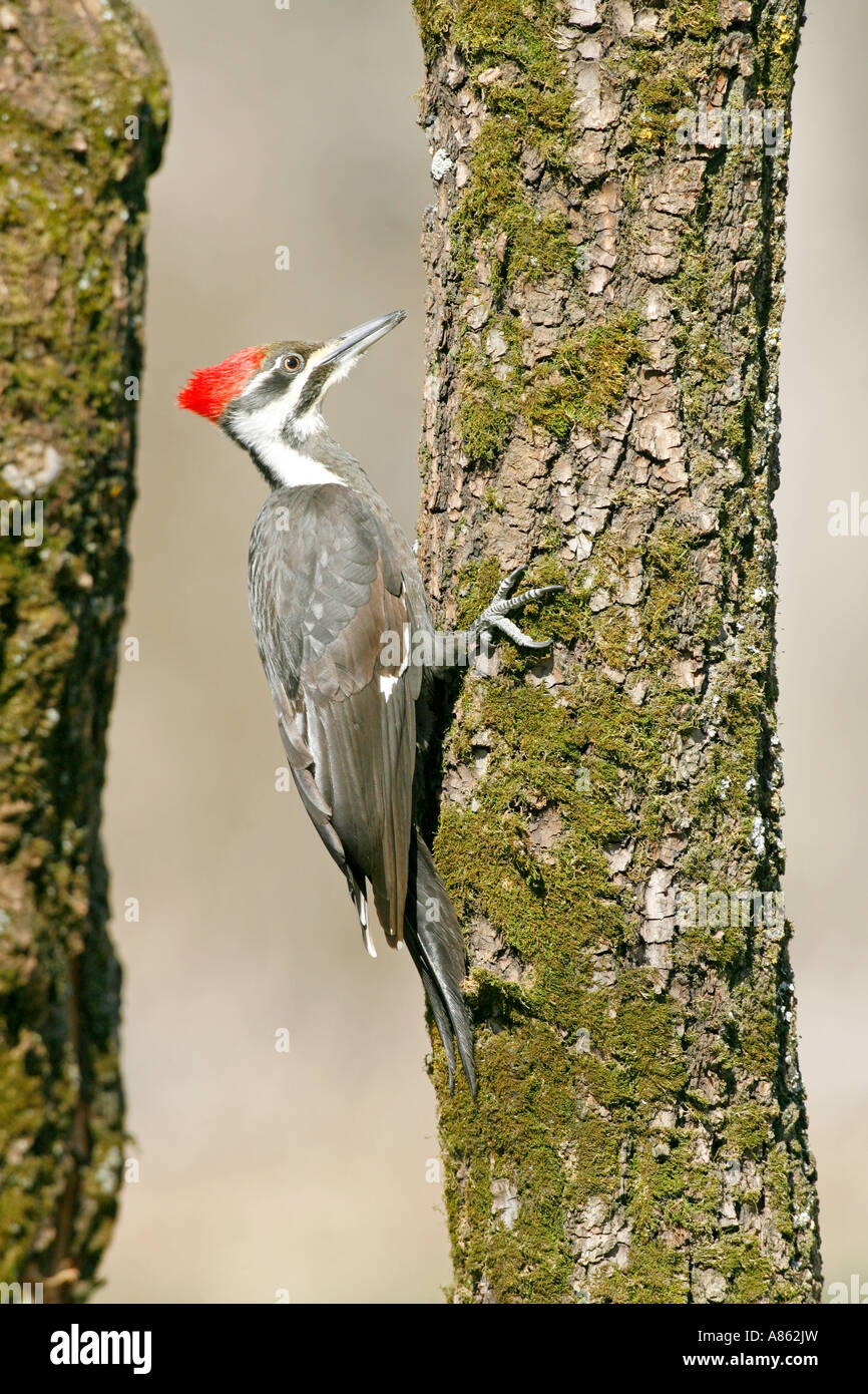 Female Pileated Woodpecker Stock Photo - Alamy