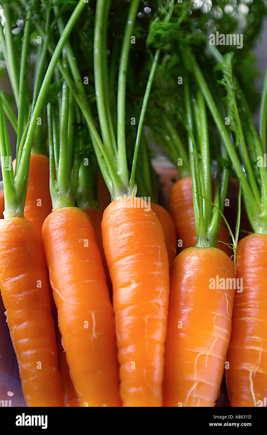 Bunch of carrots Stock Photo - Alamy