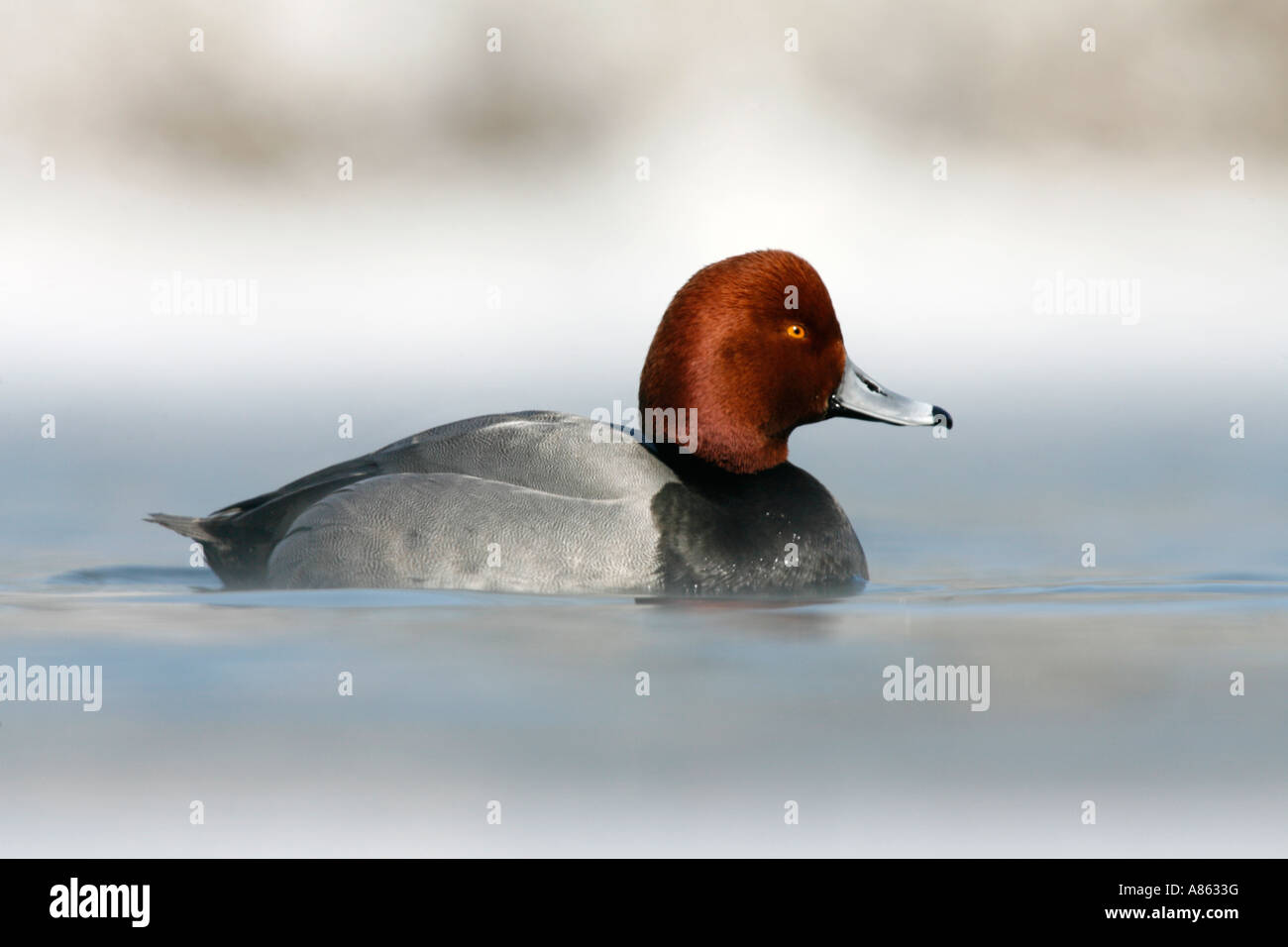 Redhead Drakes High Resolution Stock Photography and Images - Alamy