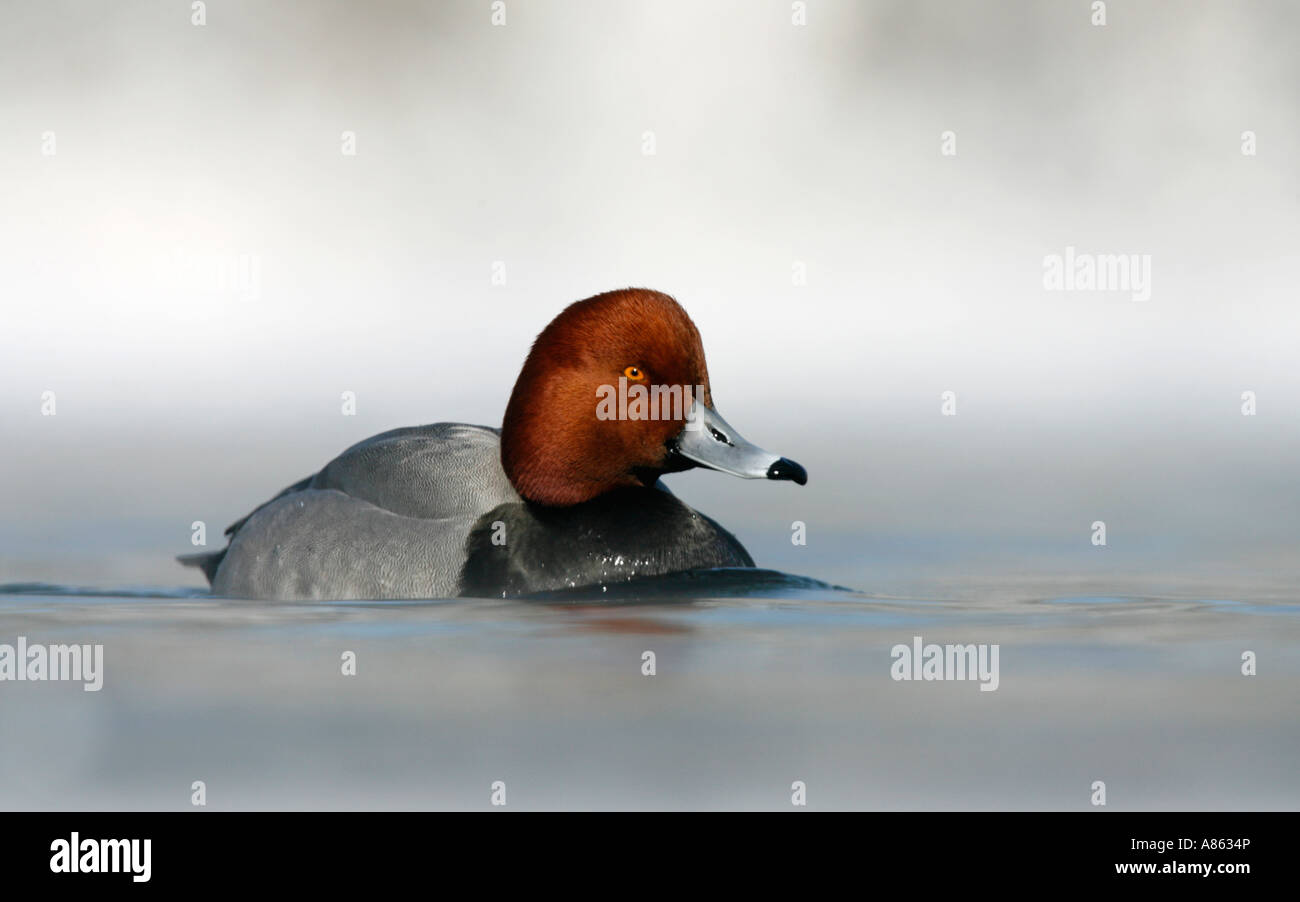 Drake duck hi-res stock photography and images - Alamy
