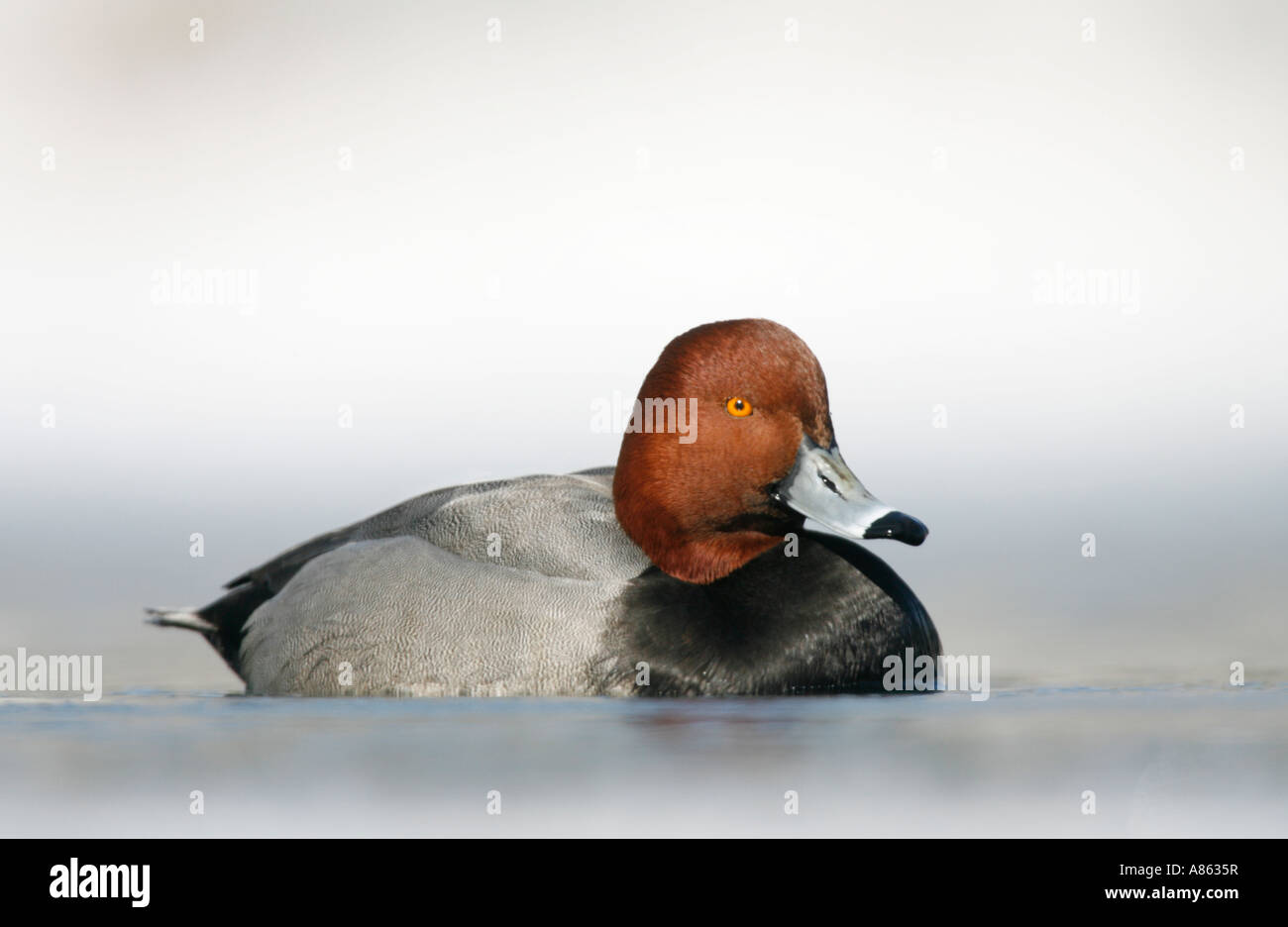 Redhead drakes hi-res stock photography and images - Alamy