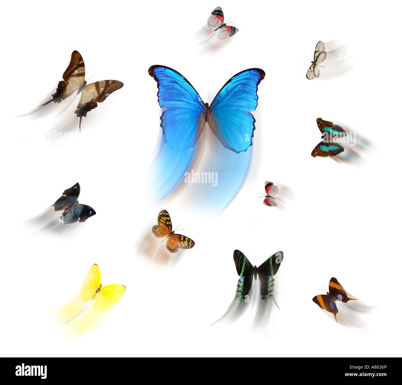 Butterflies flying cut out Stock Photo - Alamy