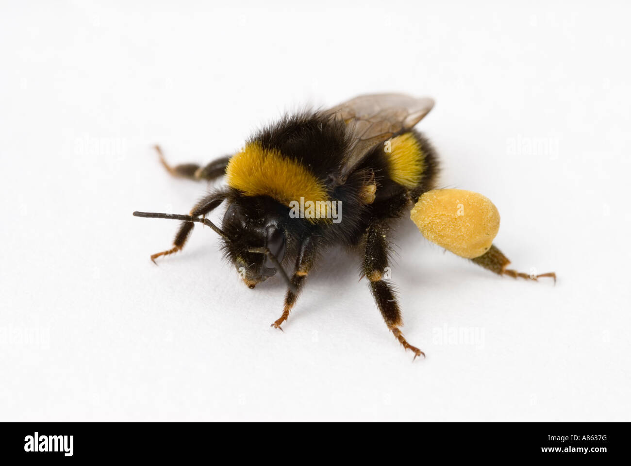 BUFF-TAILED BUMBLEBEE Bombus terrestris Stock Photo - Alamy