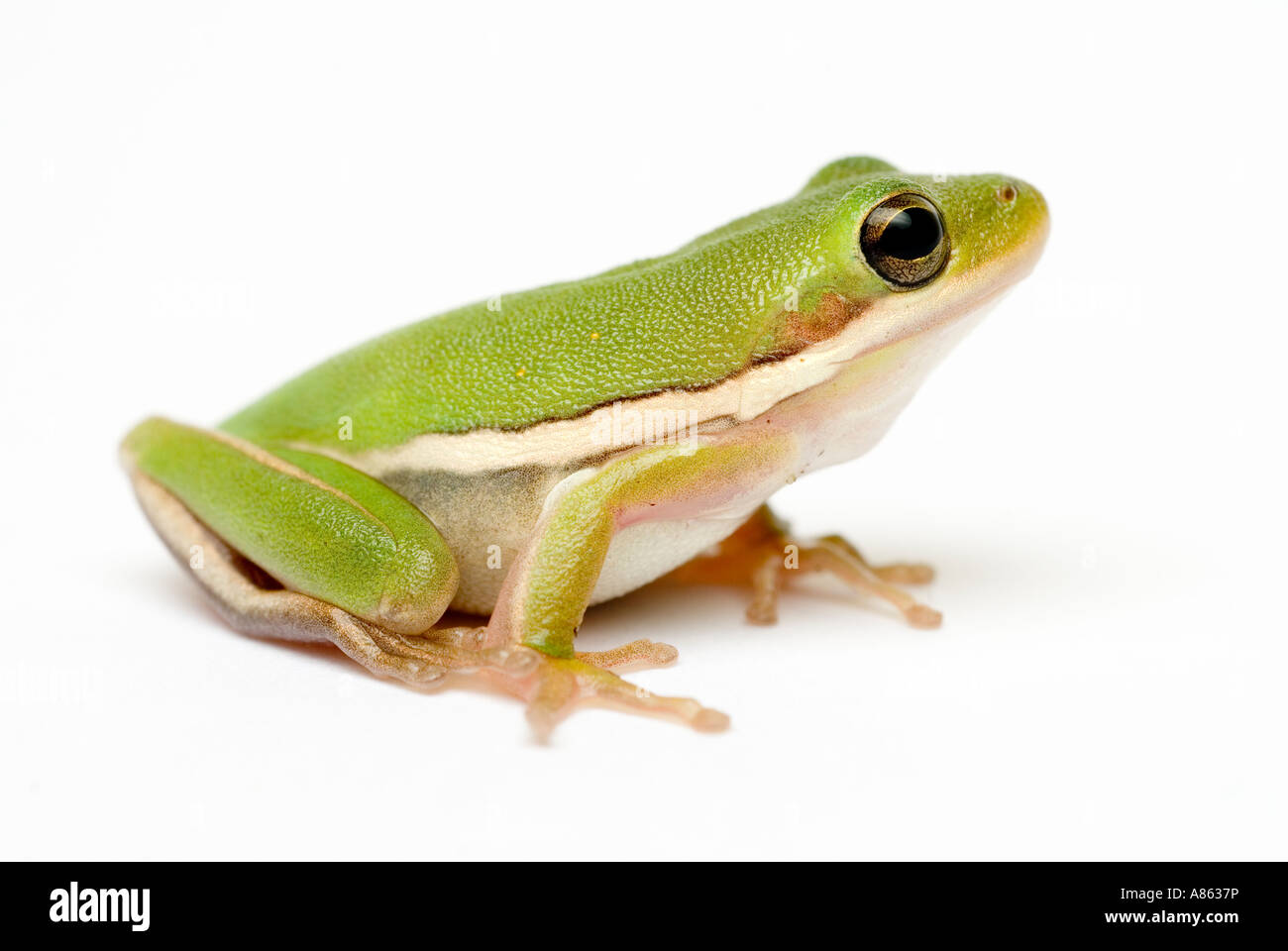 GREEN TREE FROG Hyla cinerea Stock Photo - Alamy