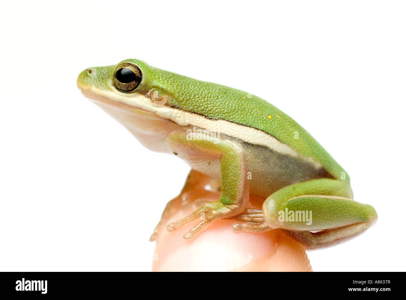 GREEN TREE FROG Hyla cinerea Stock Photo - Alamy