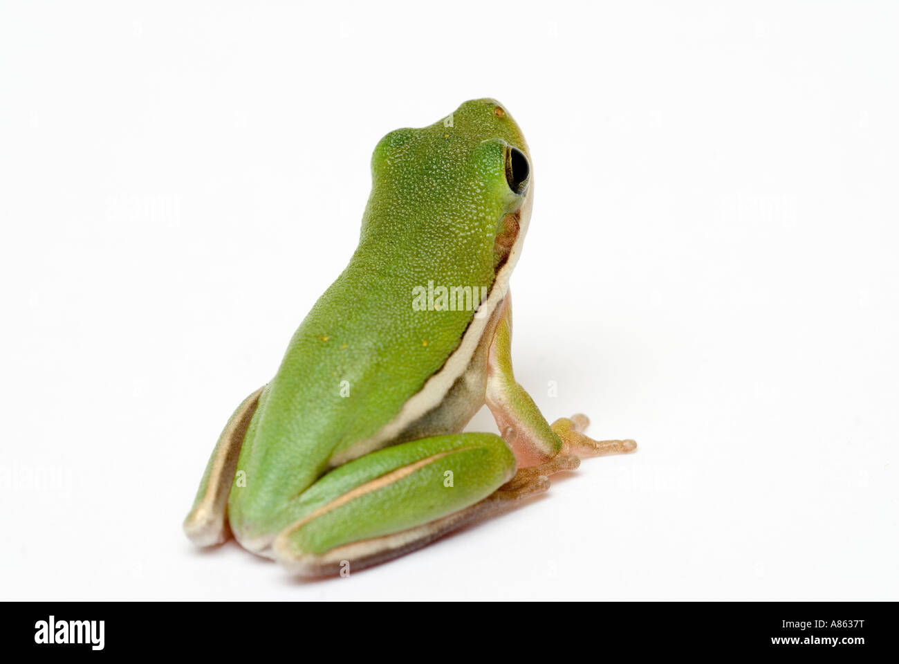 GREEN TREE FROG Hyla cinerea Stock Photo - Alamy