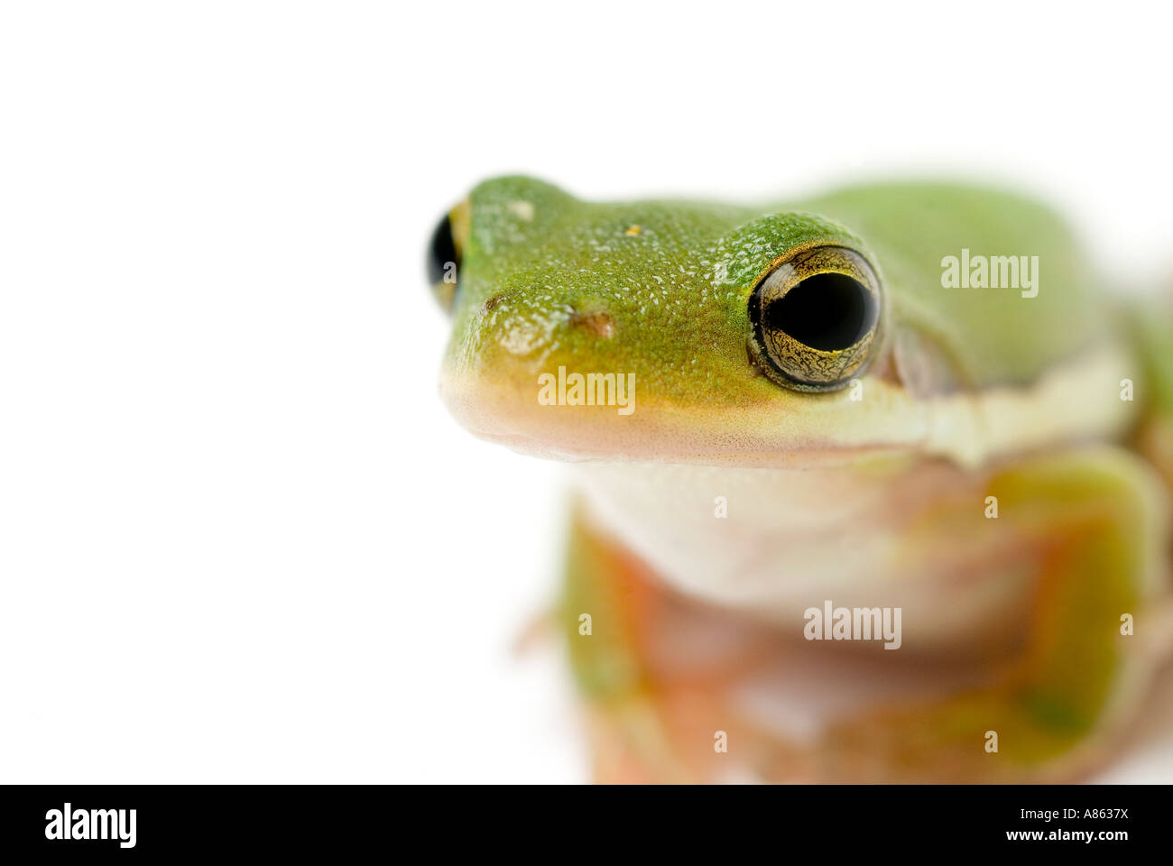 GREEN TREE FROG Hyla cinerea Stock Photo - Alamy