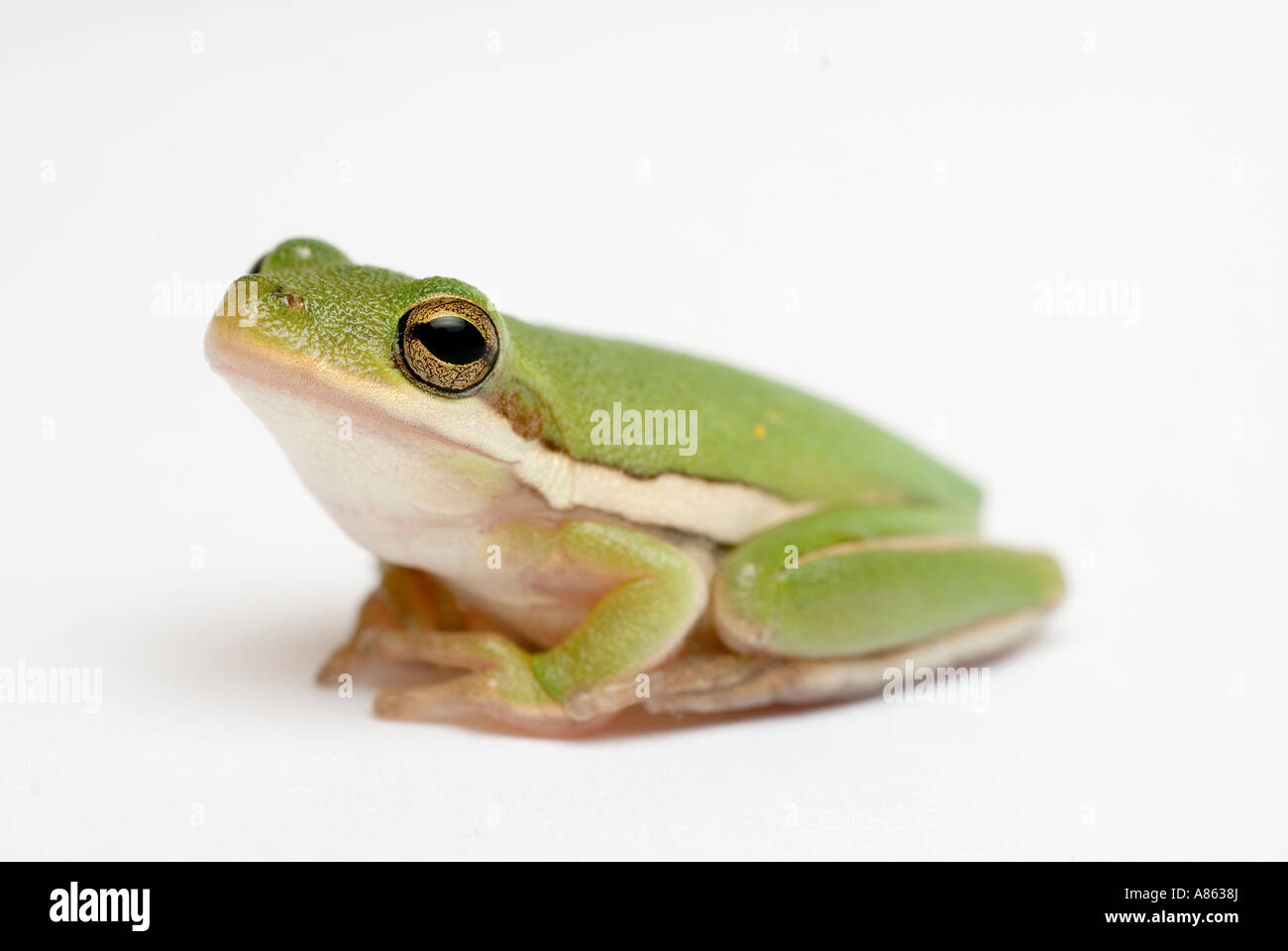 Hyla hi-res stock photography and images - Alamy