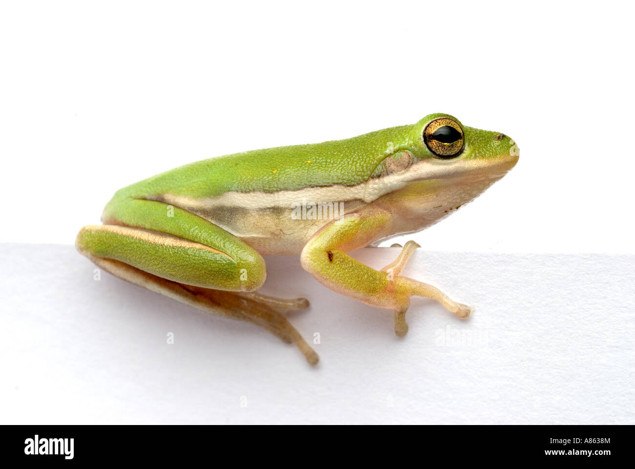 "GREEN TREE FROG Hyla cinerea Stock Photo - Alamy