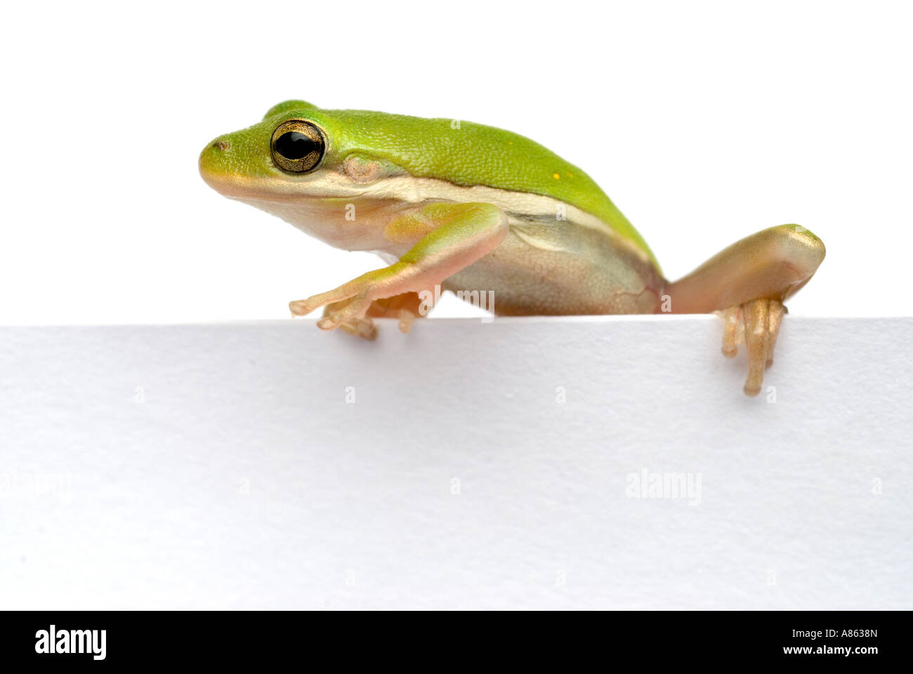 GREEN TREE FROG Hyla cinerea Stock Photo - Alamy