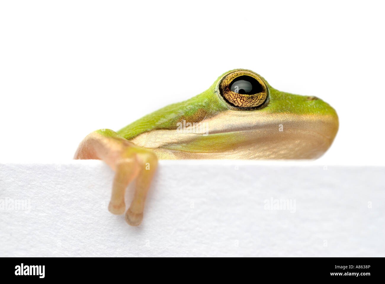 GREEN TREE FROG Hyla cinerea Stock Photo - Alamy