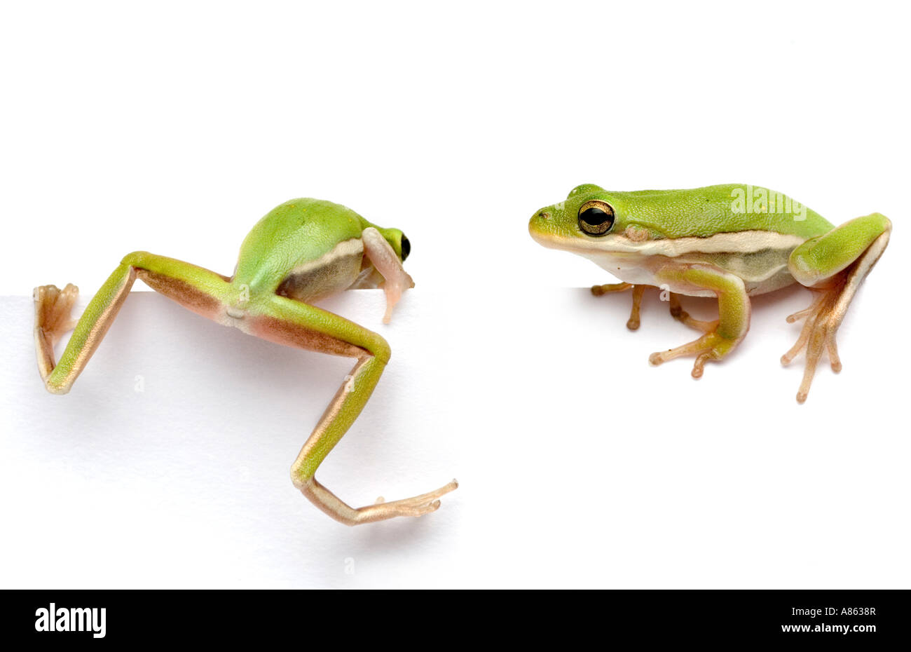 GREEN TREE FROGS Hyla cinerea Stock Photo - Alamy