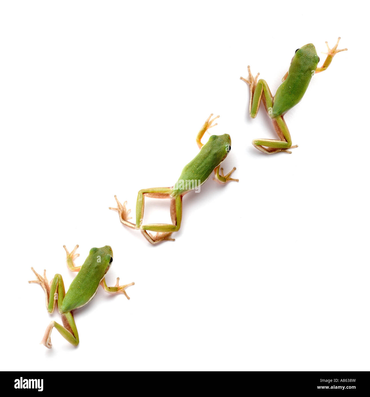 GREEN TREE FROG Hyla cinerea Stock Photo - Alamy