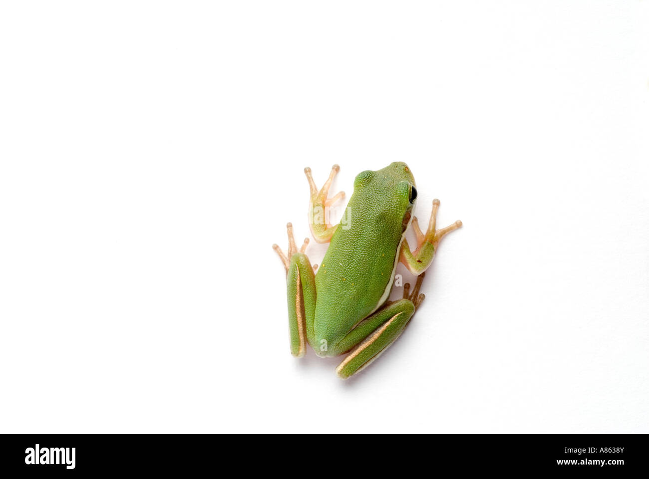 GREEN TREE FROG Hyla cinerea Stock Photo - Alamy