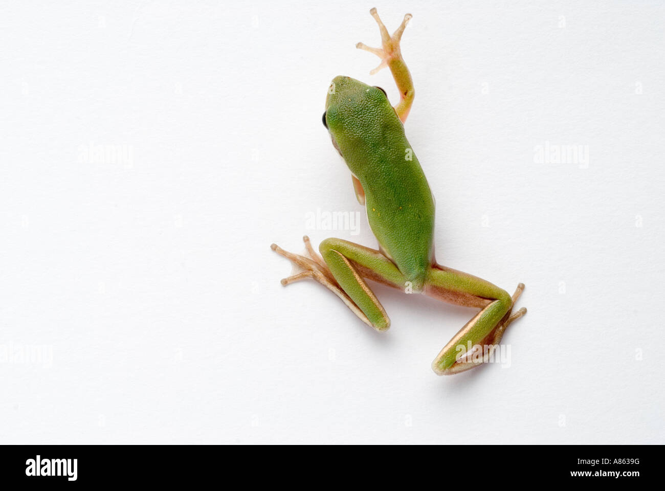 GREEN TREE FROG Hyla cinerea Stock Photo - Alamy