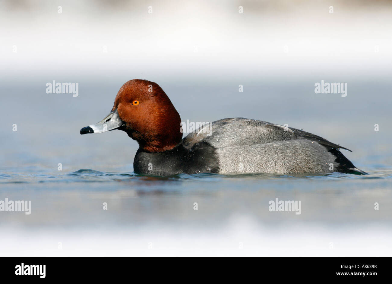 Drake duck hi-res stock photography and images - Alamy