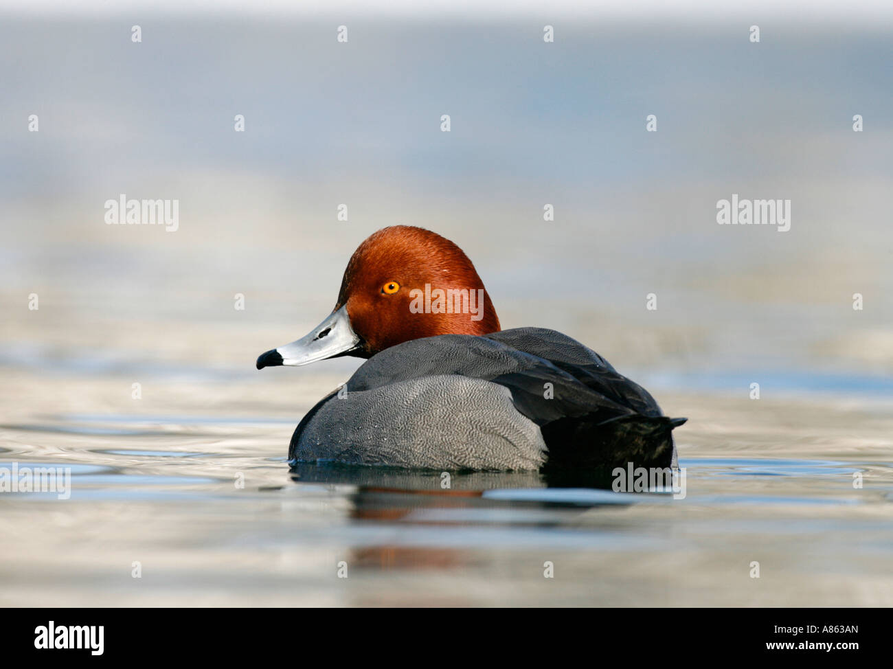 Drake duck hi-res stock photography and images - Alamy