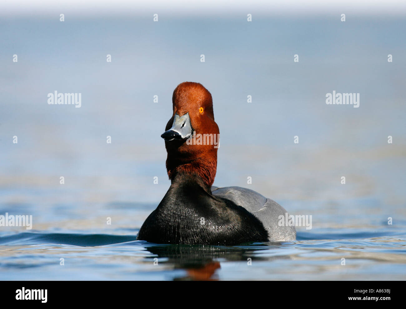 Redhead drakes hi-res stock photography and images - Alamy