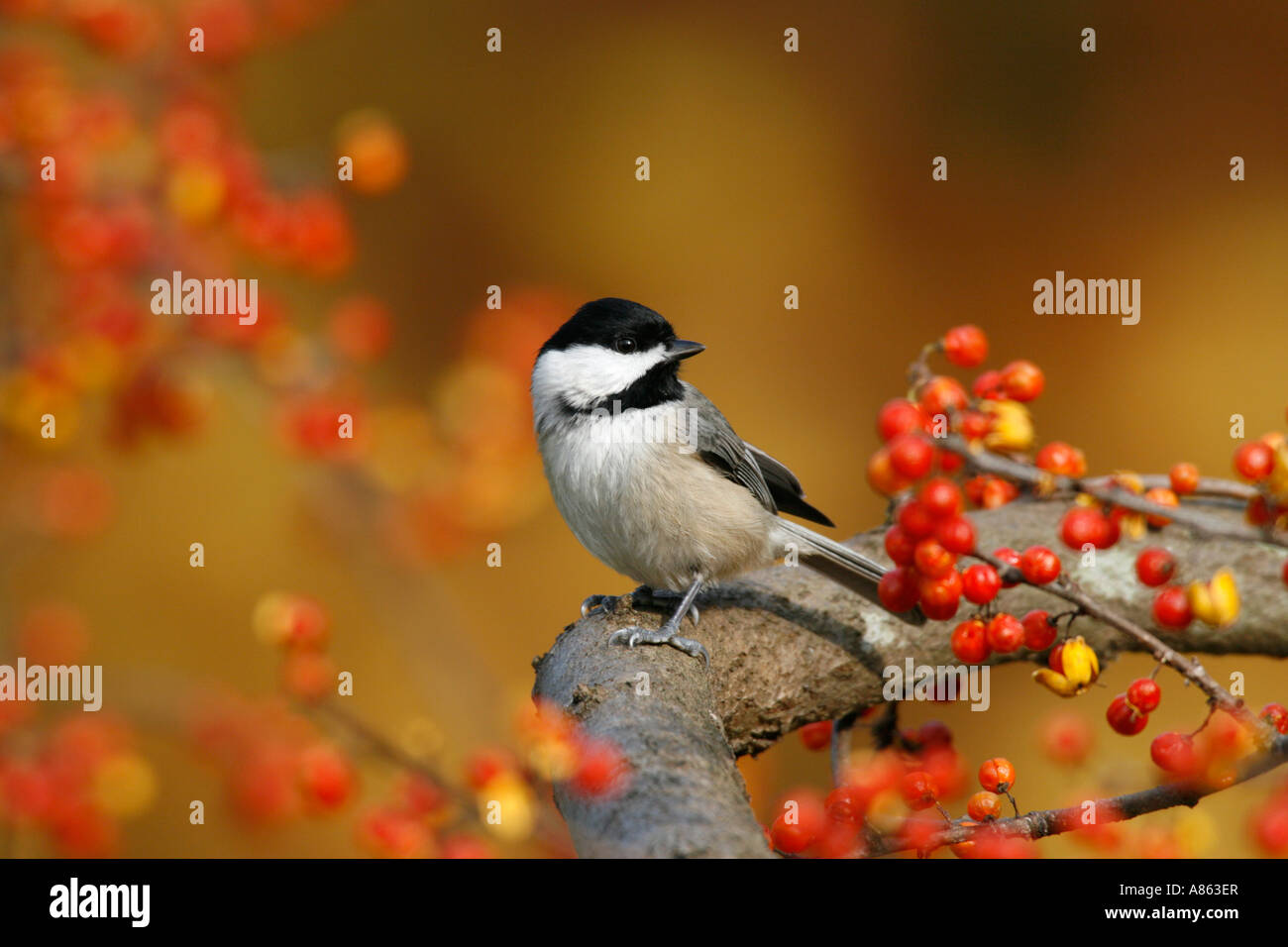 Carolina Chickadee perched in Autumn Bittersweet Berries Stock Photo ...