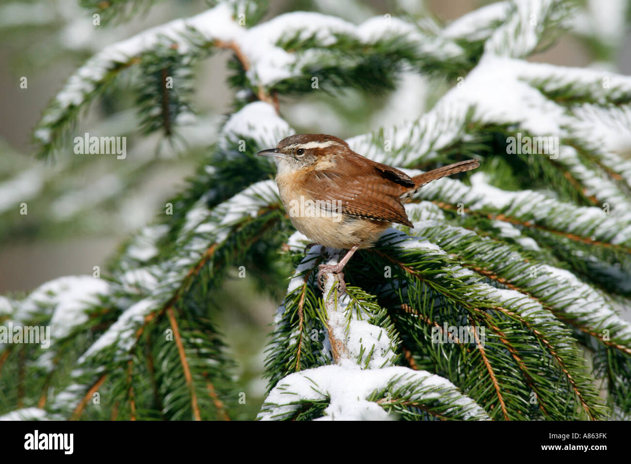 Carolina wren snow hi-res stock photography and images - Alamy