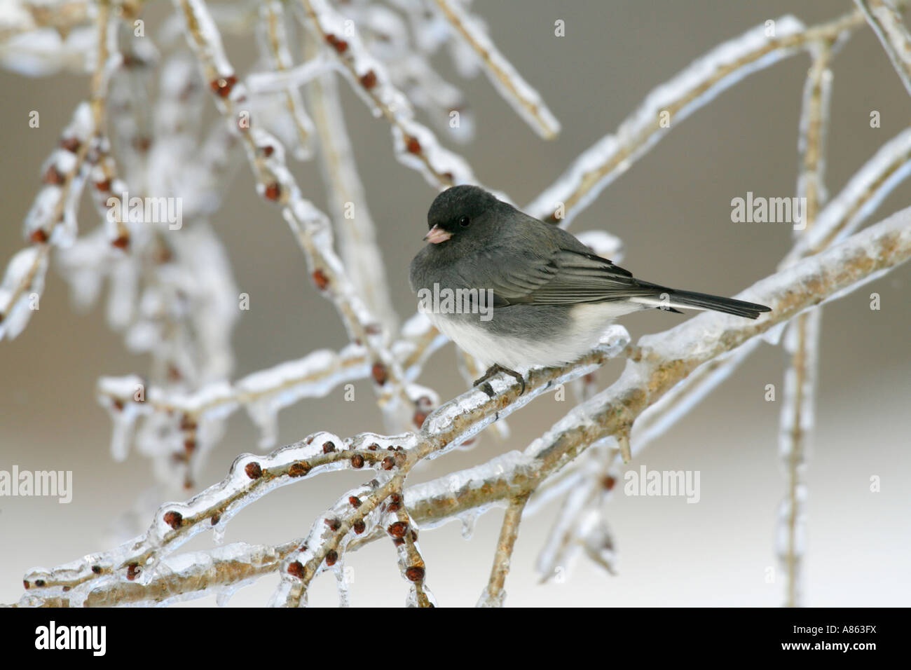 Dark eyed Junco on Icy Elm Tree Branch Stock Photo - Alamy