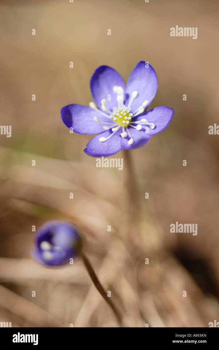 Blue Anemone (Anemone apennina) Finland Stock Photo - Alamy