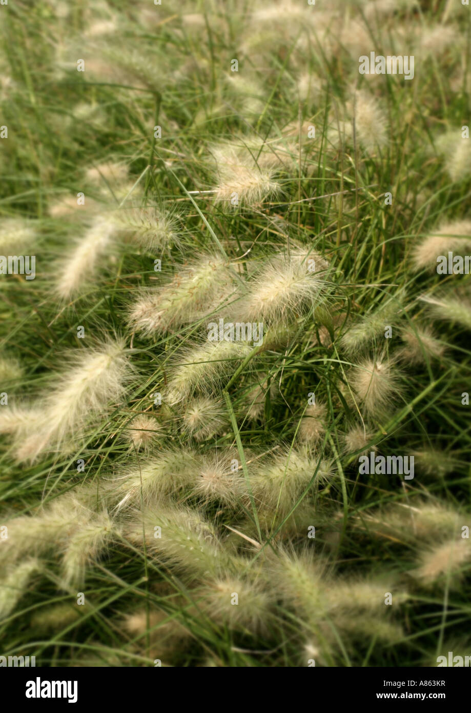 Green Long Grass Stock Photo - Alamy