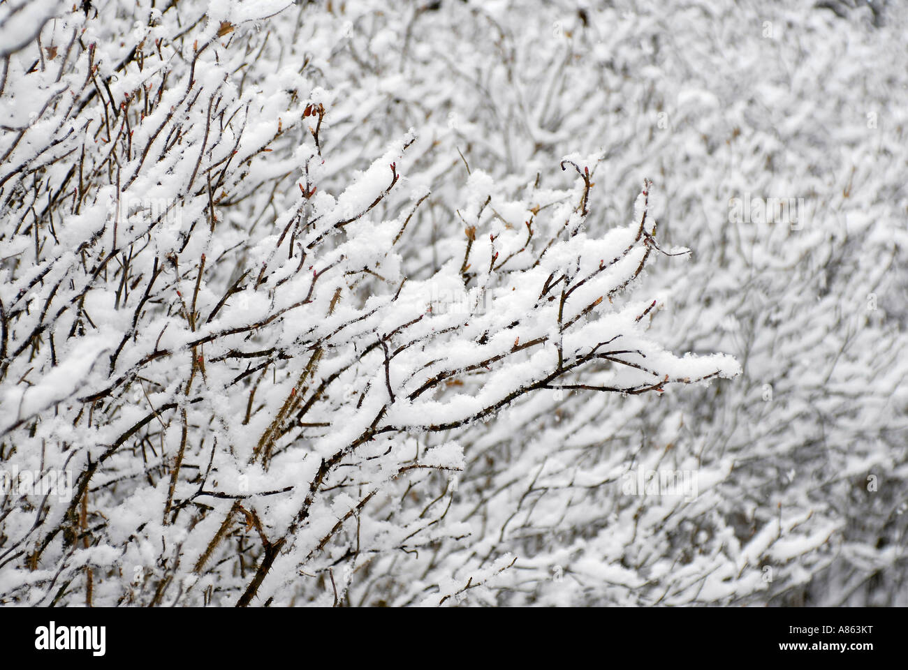 Snow on rose bush Stock Photo - Alamy