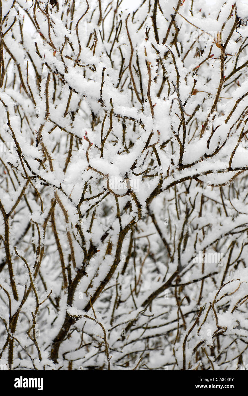Snow on rose bush Stock Photo - Alamy